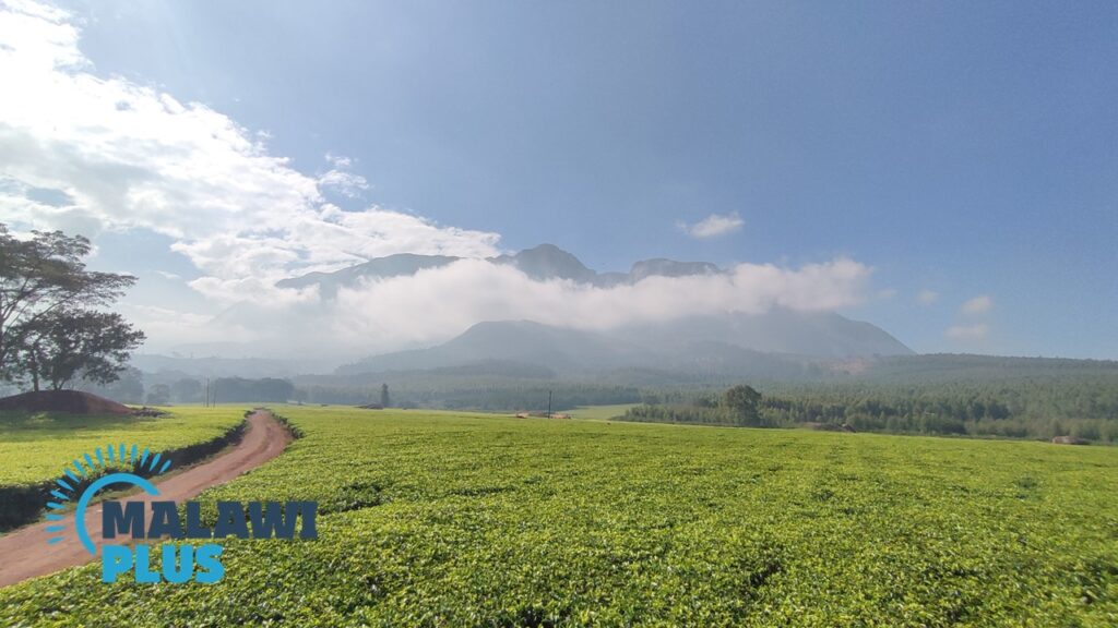 Mulanje District in Malawi｜Malawi Travel and Business Guide