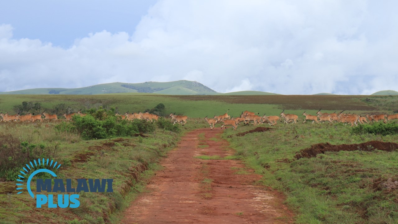 Nyika National Park in Rumphi, Malawi｜Malawi Travel and Business Guide