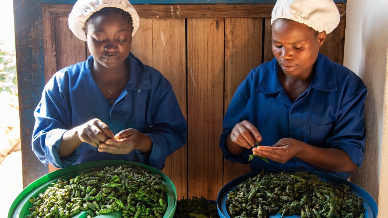 Satemwa Tea Estate in Thyolo District｜Malawi Travel and Business Guide