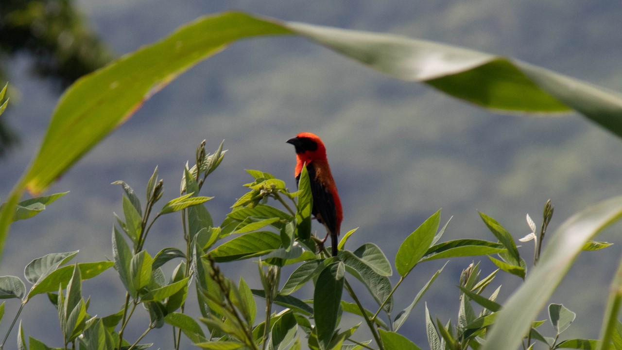 Birding in Malawi｜MALAWI PLUS