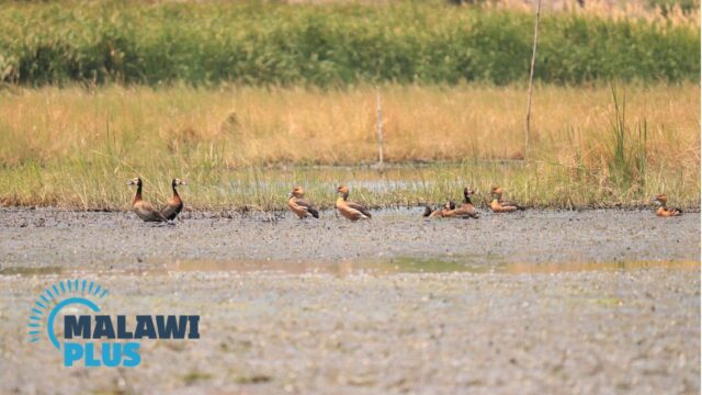 Birdwatching at Lake Chilwa (Zomba)｜Malawi Travel and Business Guide