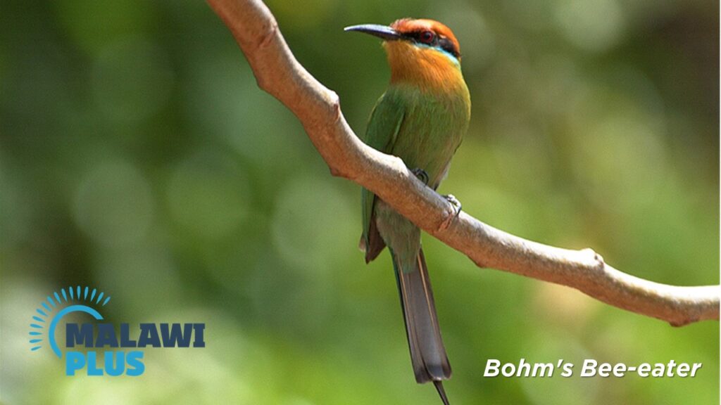 9 Best Places for Birdwatching in Malawi｜Malawi Travel and Business Guide