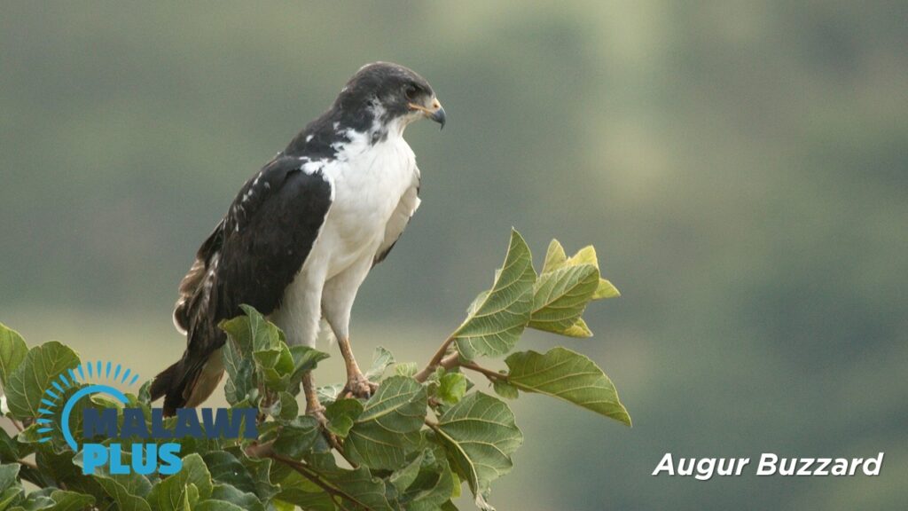 9 Best Places for Birdwatching in Malawi｜Malawi Travel and Business Guide