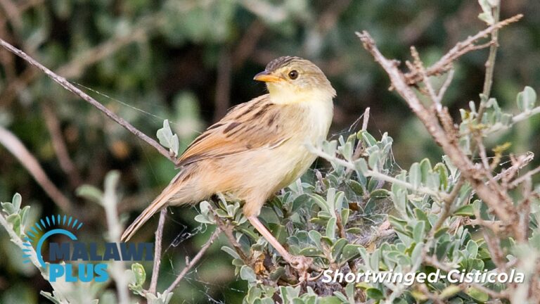 9 Best Places for Birdwatching in Malawi｜Malawi Travel and Business Guide