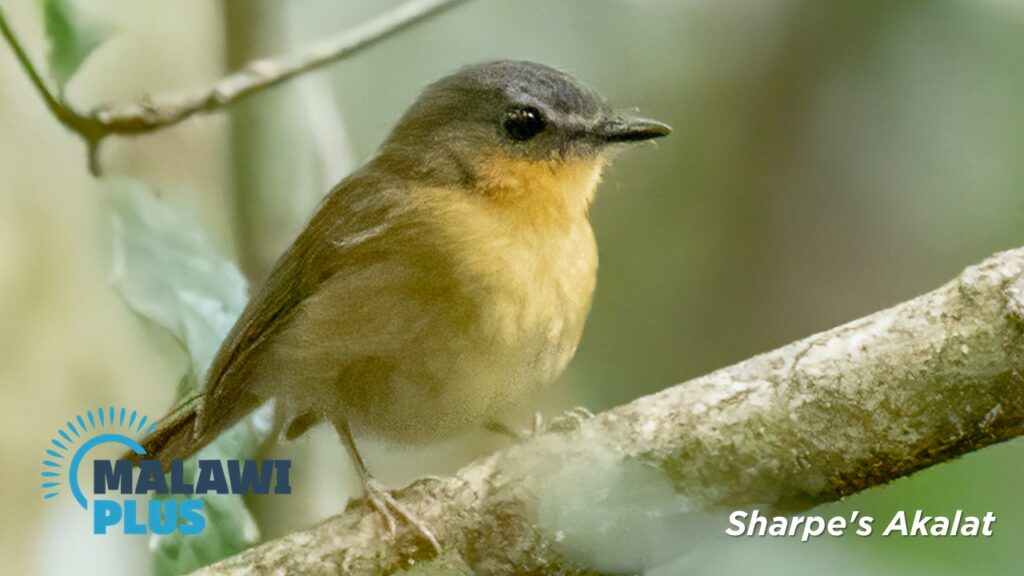 9 Best Places for Birdwatching in Malawi｜Malawi Travel and Business Guide