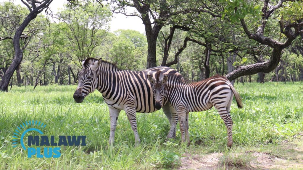 8 Best Things to Do in Senga Bay and Salima, Malawi – 2023｜Malawi ...