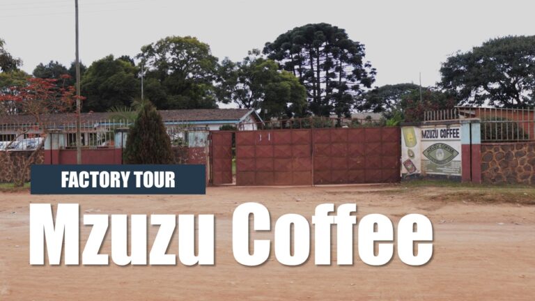 Mzuzu Coffee Factory Tour｜Malawi Travel and Business Guide