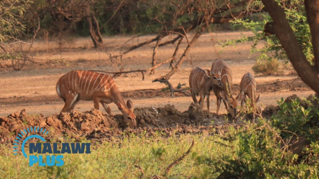 Monkey Bay in Mangochi, Malawi｜Malawi Travel and Business Guide