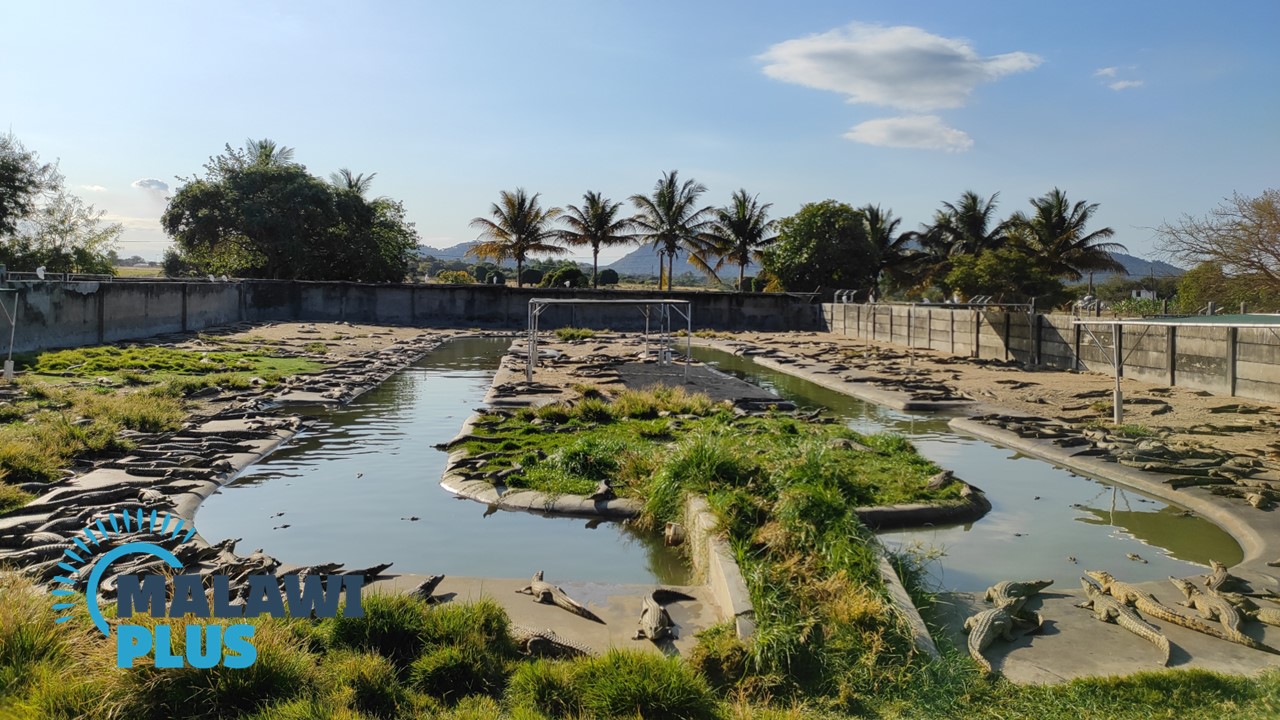 Croc-Nile Crocodile Farm in Senga Bay, Salima, Malawi｜Malawi Travel and ...