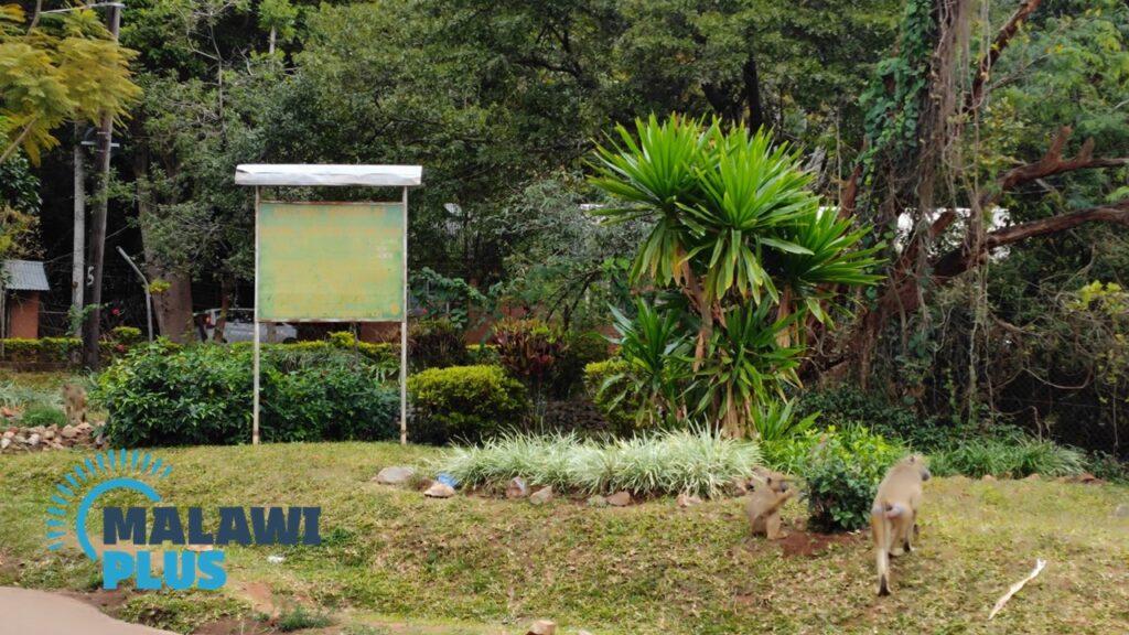 National Herbarium & Botanic Gardens of Malawi in Zomba｜Malawi Travel ...